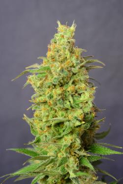 Buy Marijuana Seeds | The House of the Great Gardener