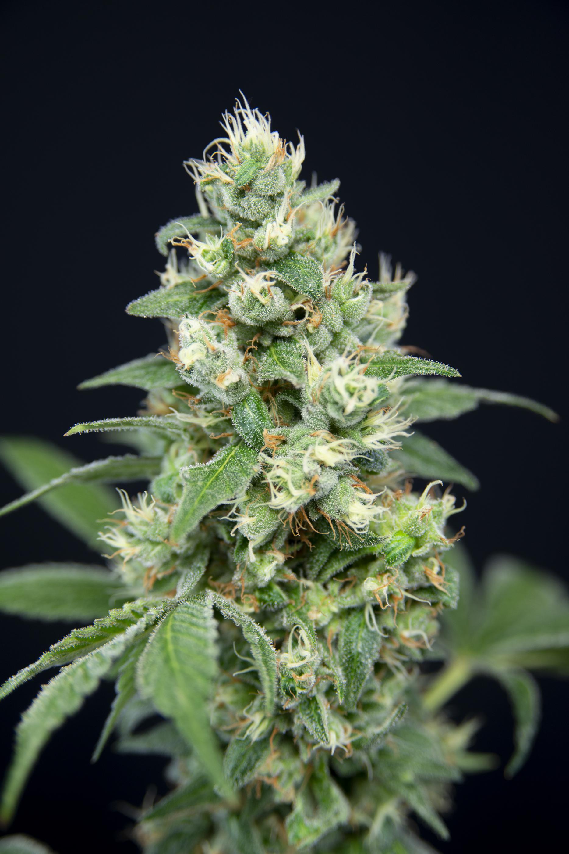 Grapefruit Barb - Cannabis Seeds | Great Gardener
